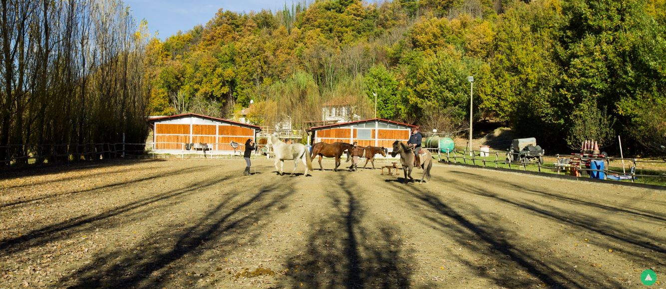 Approccio e gestione naturale del Cavallo, l'Horsemanship al Red Rose ...