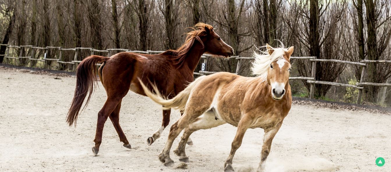 Approccio e gestione naturale del Cavallo, l'Horsemanship al Red Rose ...